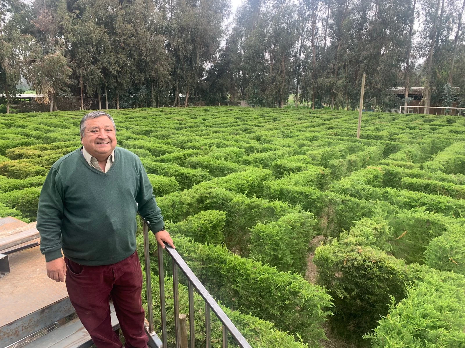 En San Fernando se inauguró Laberinto verde más grande de Chile