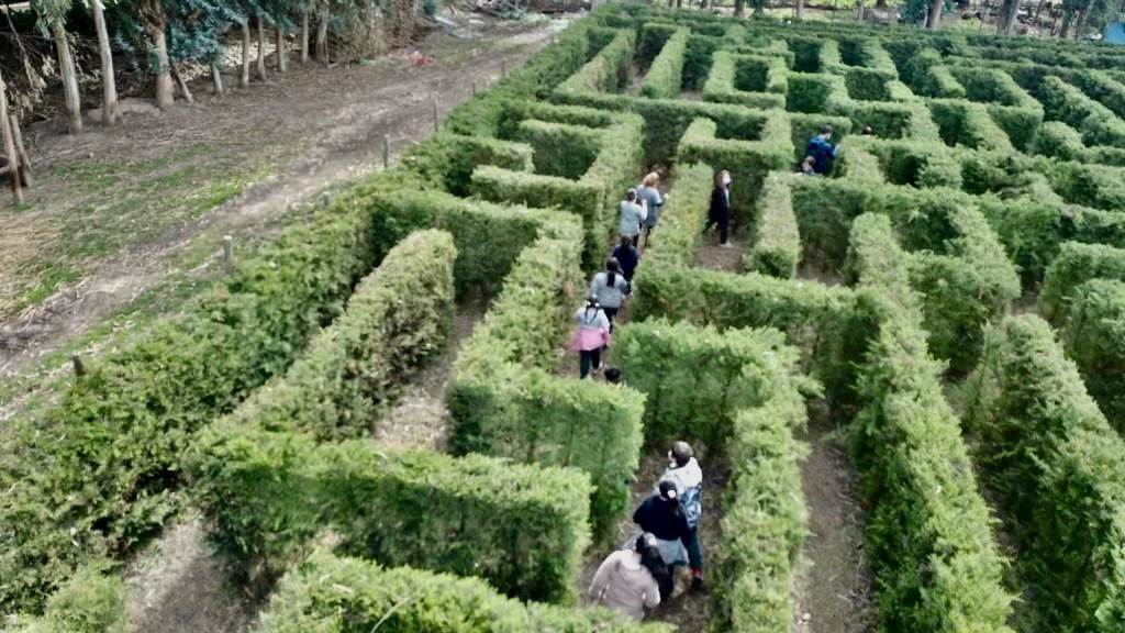 En San Fernando se inauguró Laberinto verde más grande de Chile