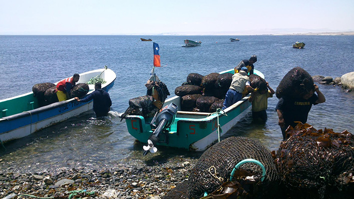 Empresa Sugal Chile ofrece más 1.200 empleos en Región de OŽHiggins