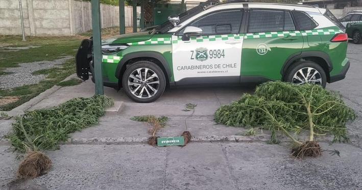 Carabineros Incautó Plantas De Marihuana En Patio De Vivienda