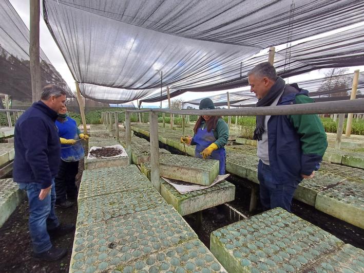 CONAF lidera proyecto de restauración forestal con especies nativas