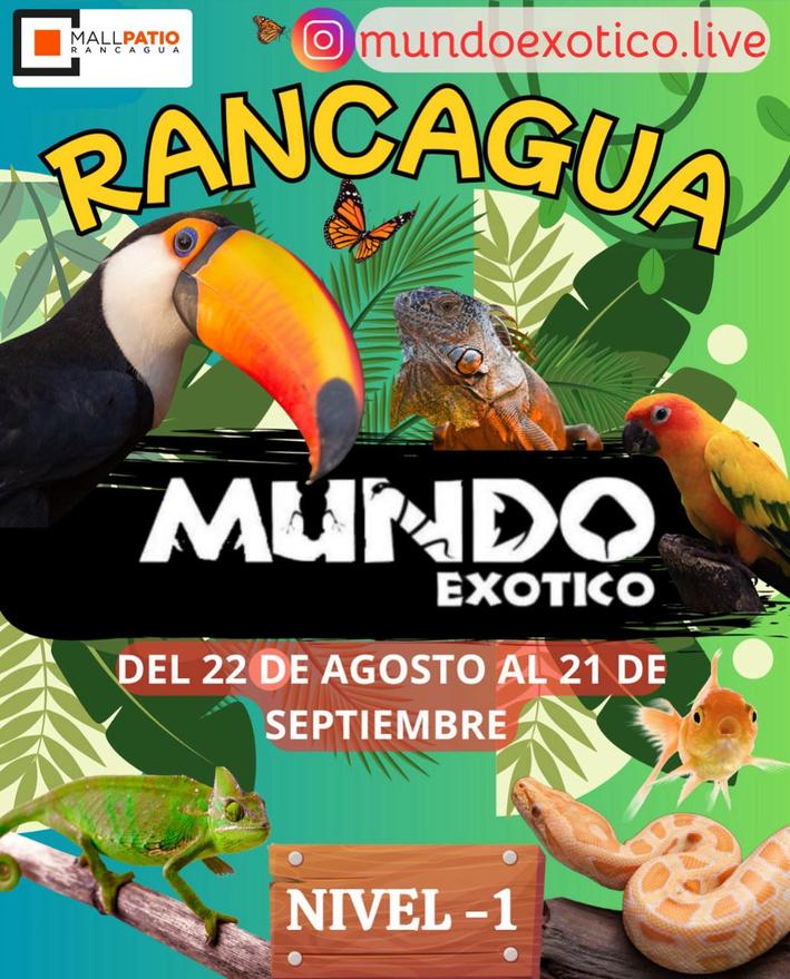 Mall Patio Rancagua reunirá más de 30 especies de animales en Expo ...